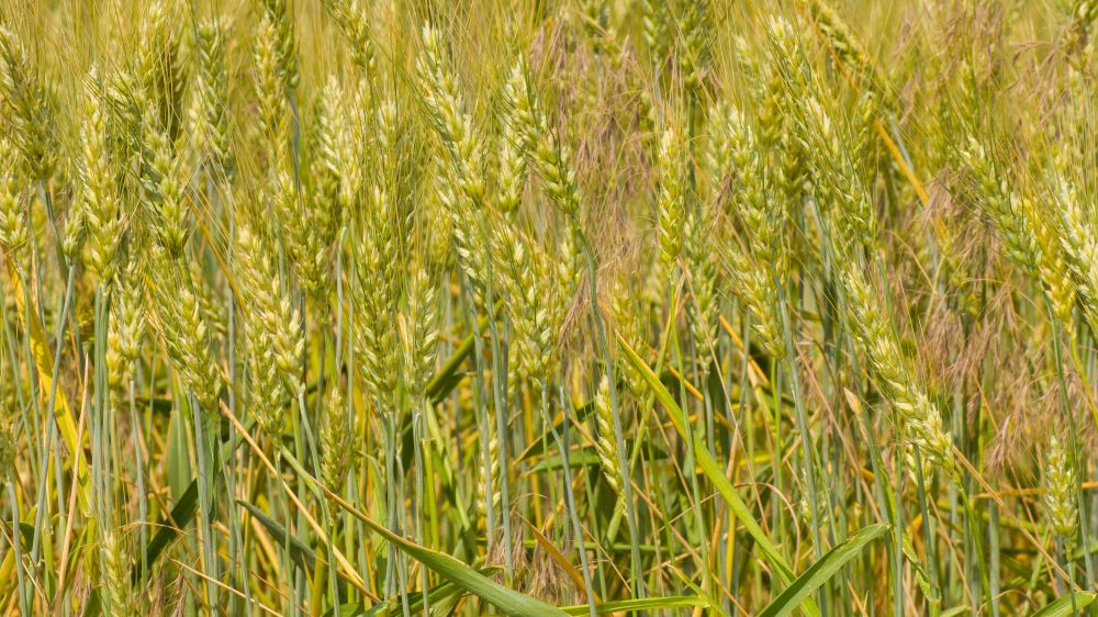 New wheat variety doubles farmers’ yield in a Maharashtra village ...